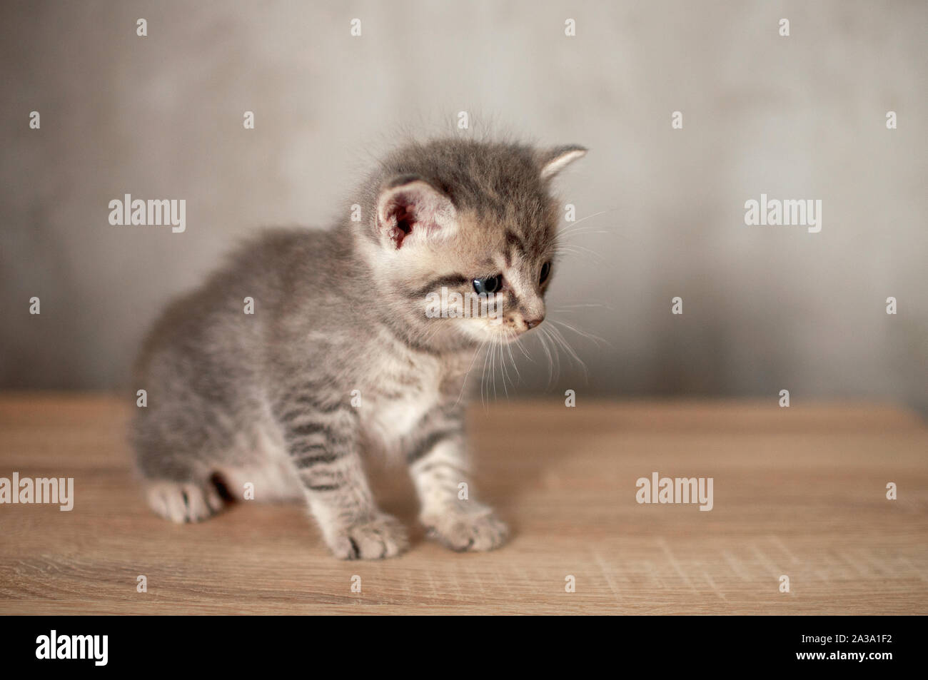 Little kitten stands on a wooden floor and looks in front of itself on ...