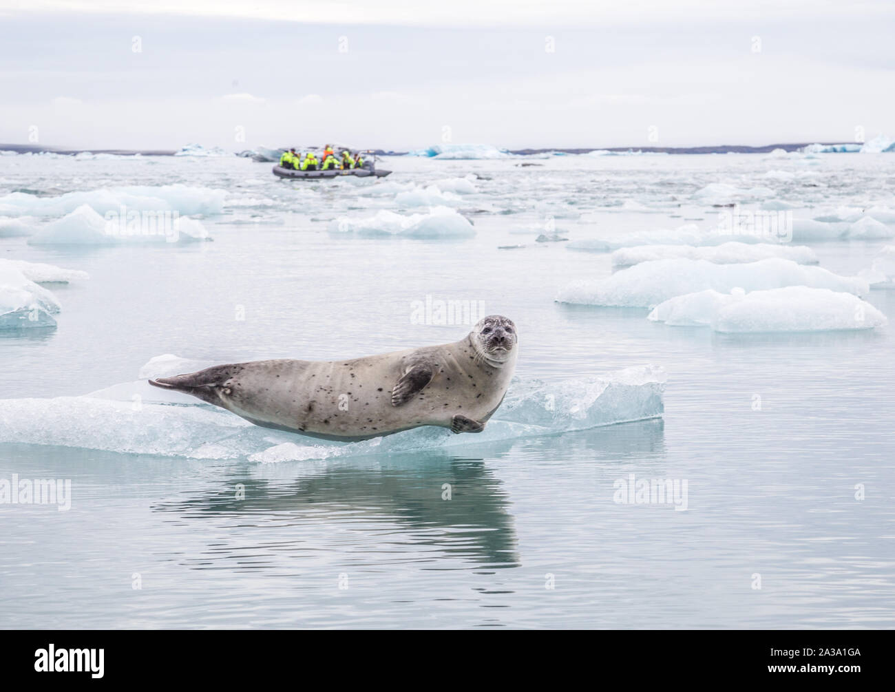 Seal animal in iceberg boat hi-res stock photography and images - Alamy