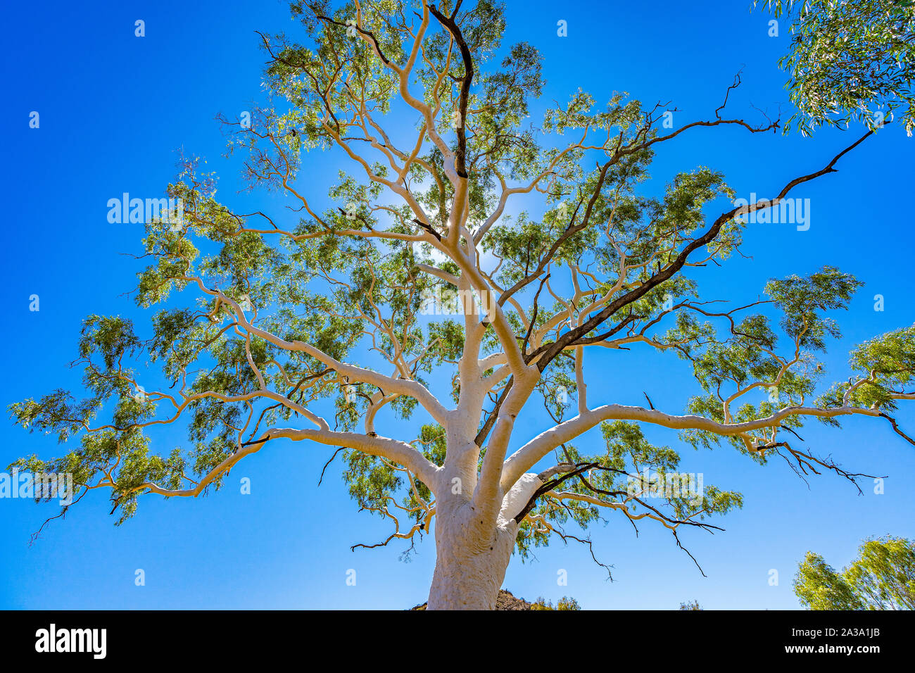 The largest and oldest ghost gum tree in Australia sits within the East ...