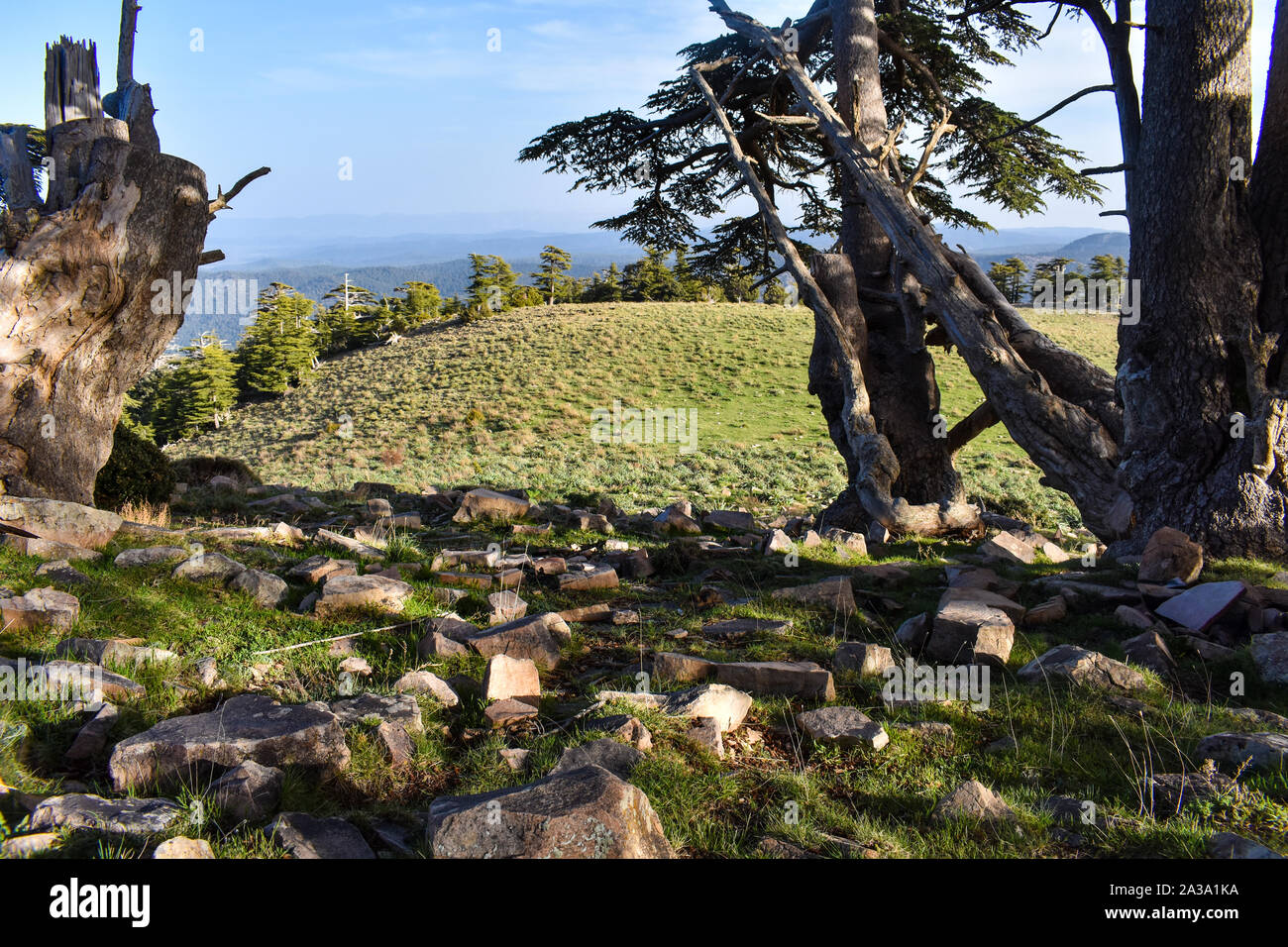 Atlas Cedar Forest in Mount Chelia in the Aures mountains in Algeria ...
