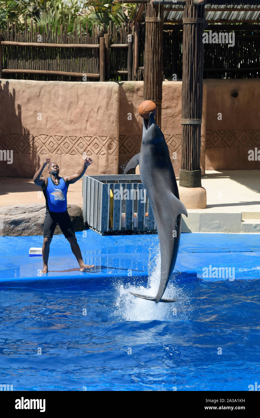 Durban, South Africa, uShaka Marine World, man interacting with animal ...