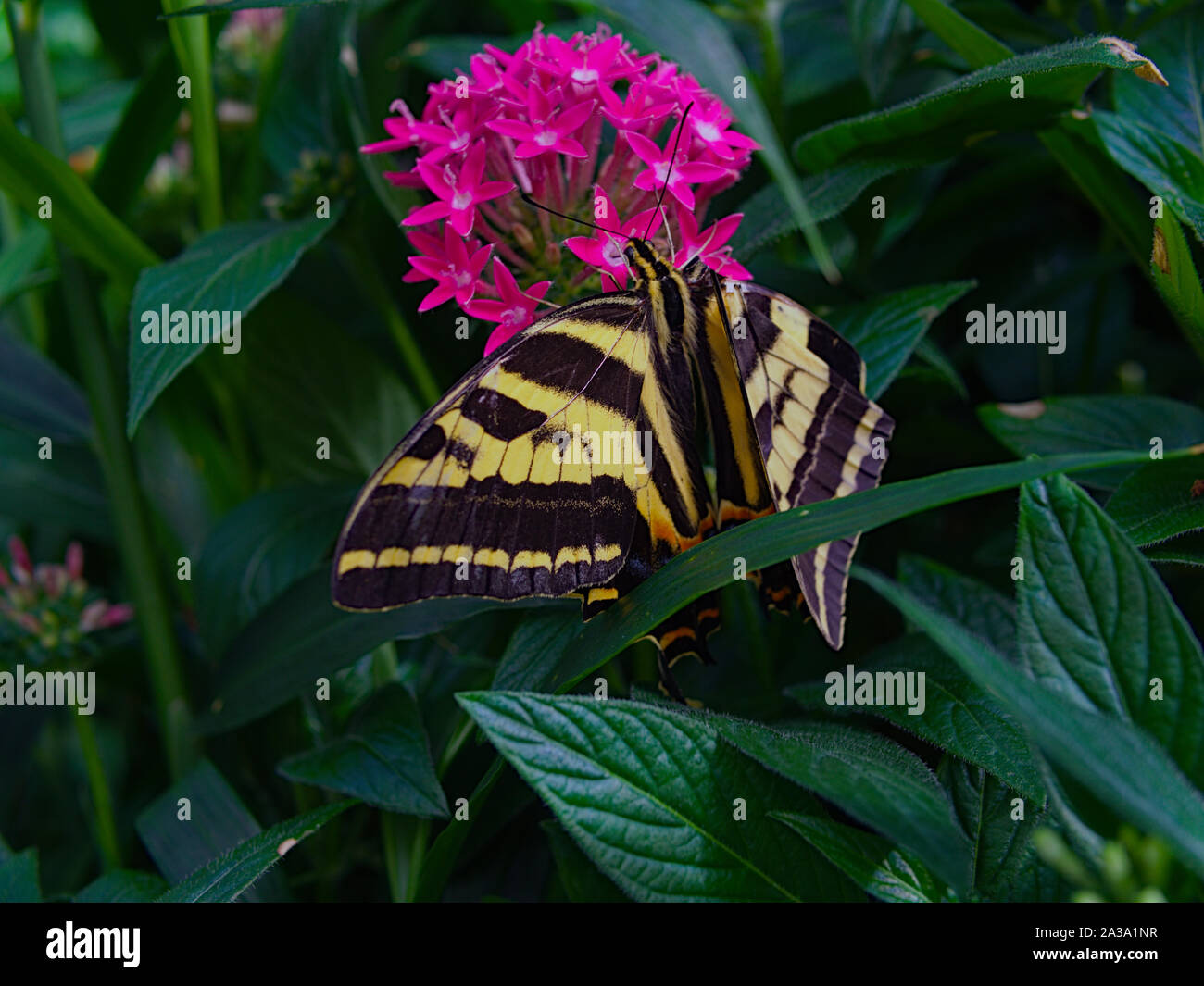 Canada tiger swallowtail hi-res stock photography and images - Alamy