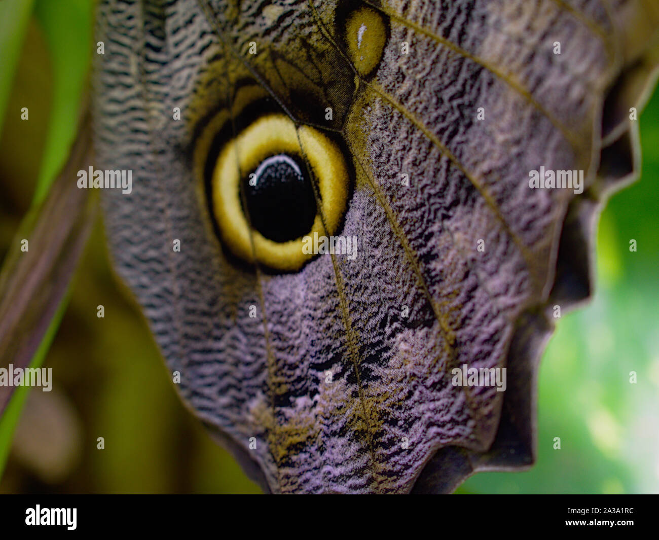 Morphinae hi-res stock photography and images - Alamy