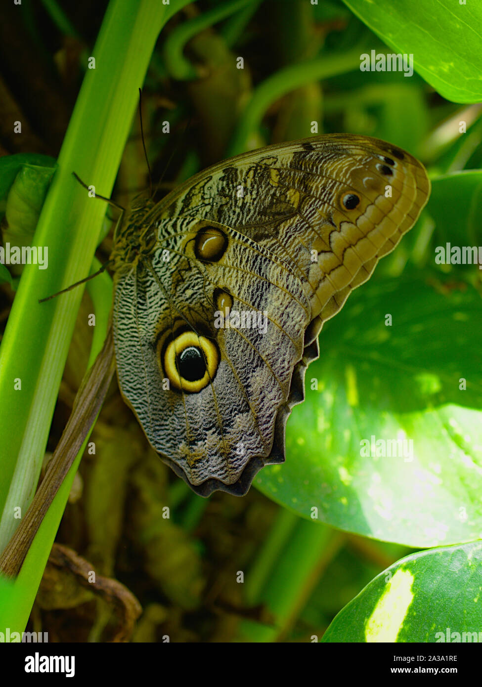 Morphinae hi-res stock photography and images - Alamy