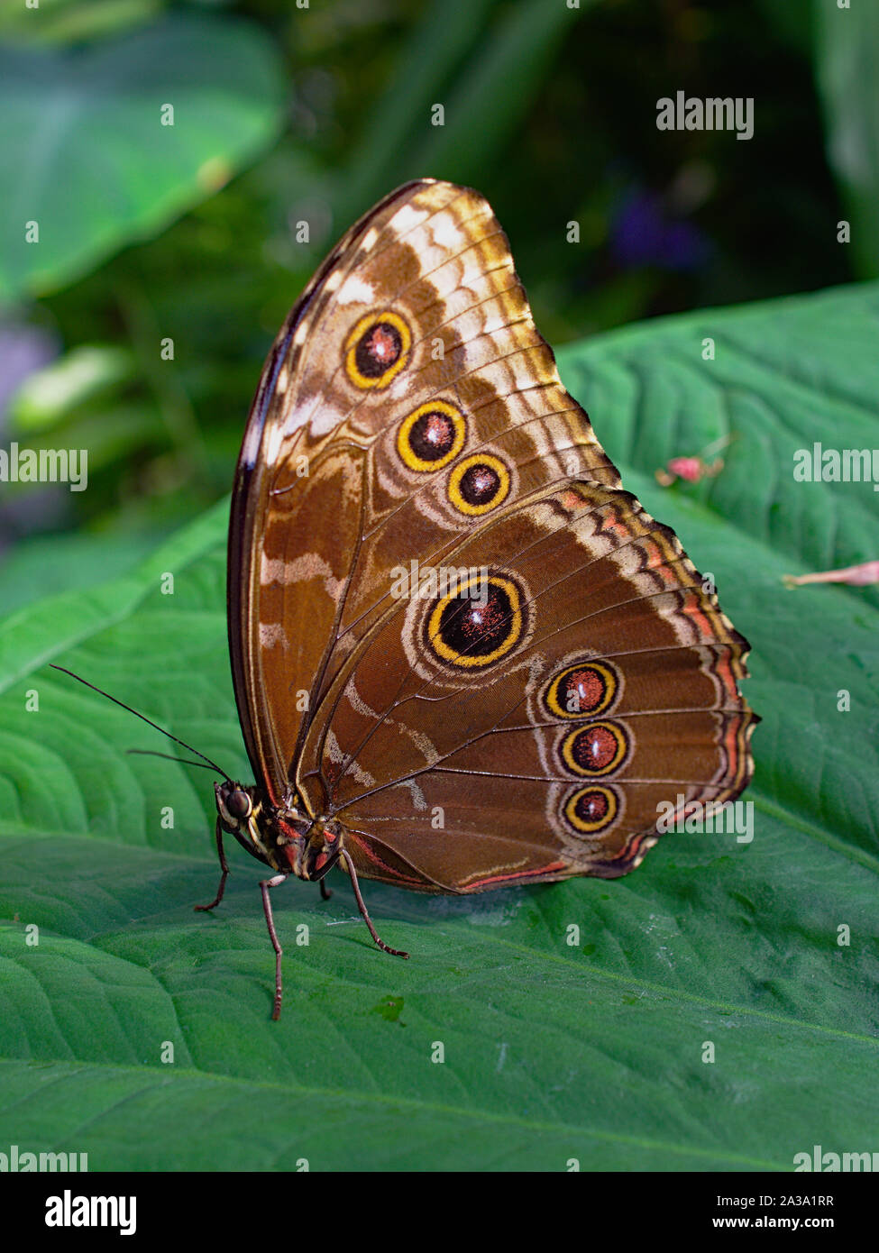Common blue morpho (Morpho helenor) with closed wings at the Carleton ...