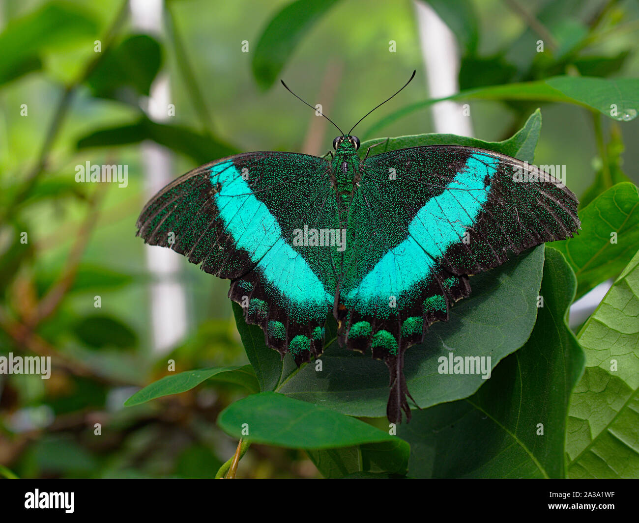 Emerald Peacock Butterfly High Resolution Stock Photography and Images ...