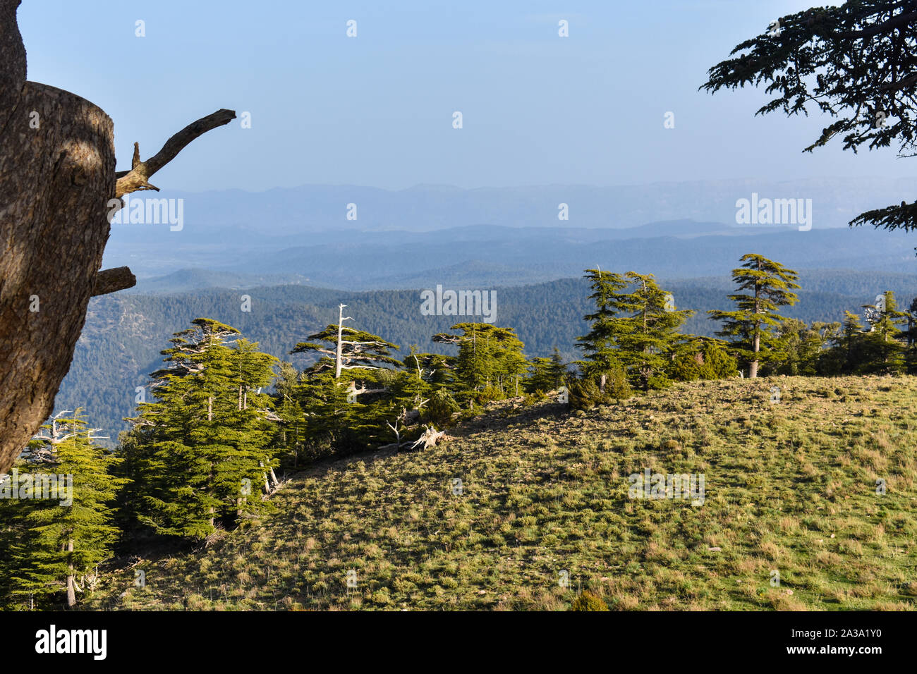 Atlas Cedar Forest in Mount Chelia in the Aures mountains in Algeria ...