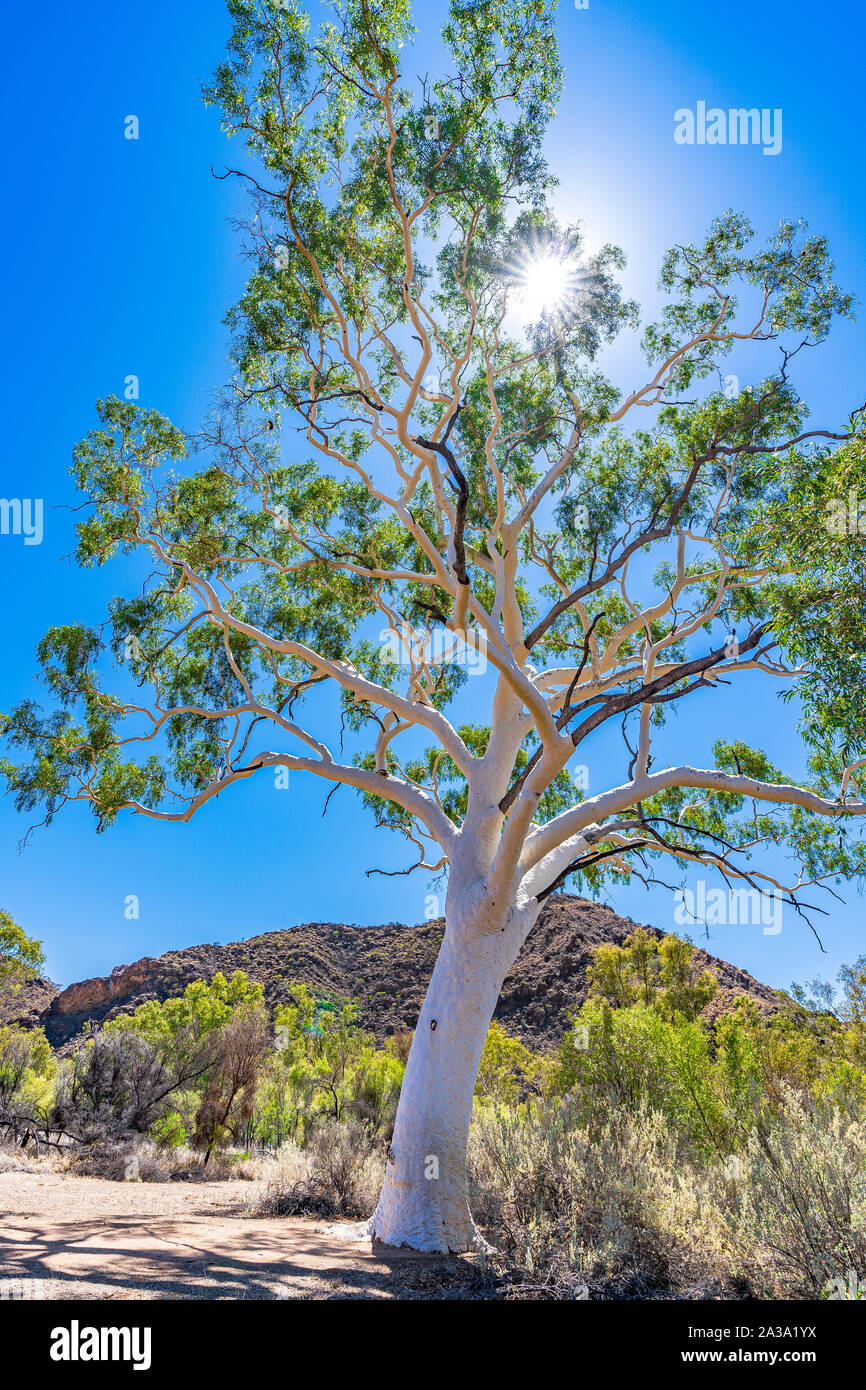 The largest and oldest ghost gum tree in Australia sits within the East ...