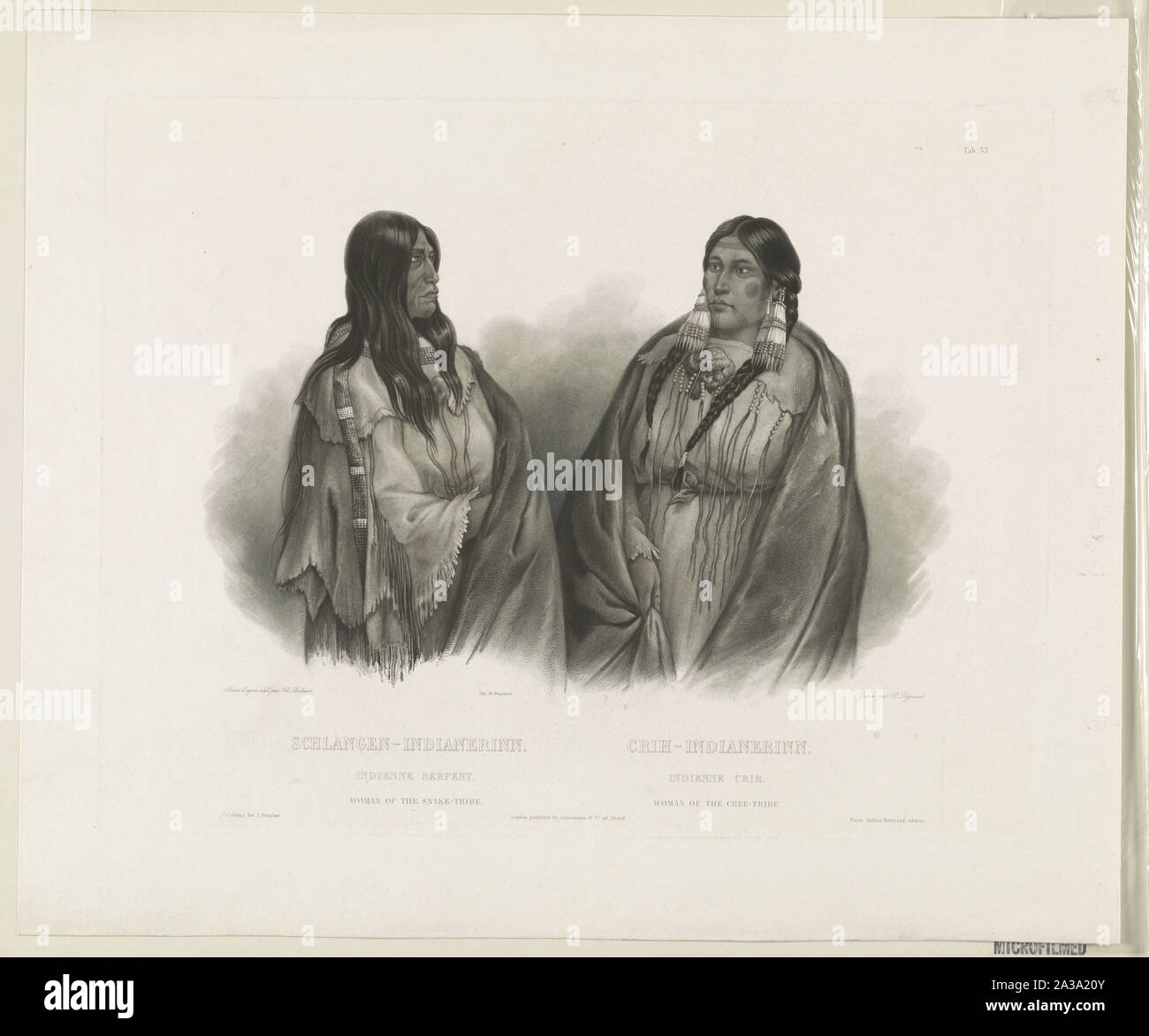 The snake tribe hi-res stock photography and images - Alamy