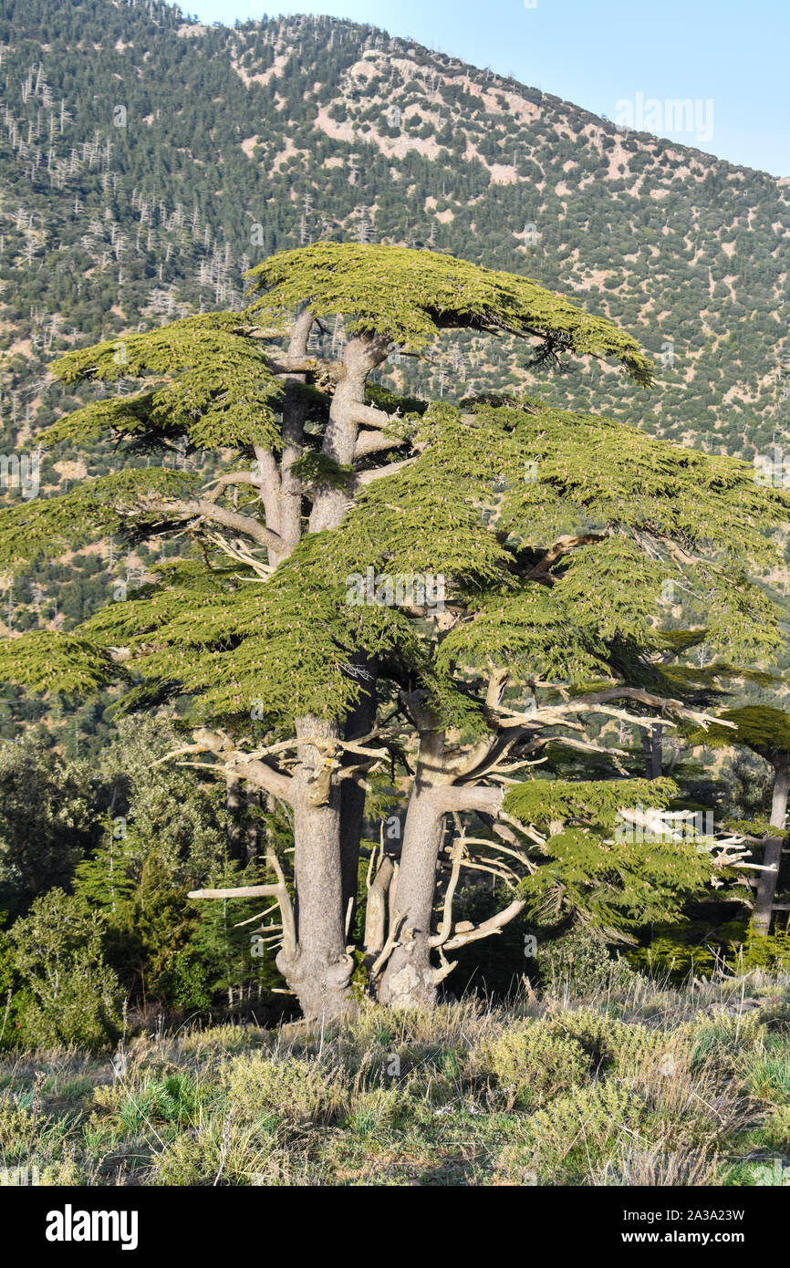 Atlas Cedar Forest in Mount Chelia in the Aures mountains in Algeria ...