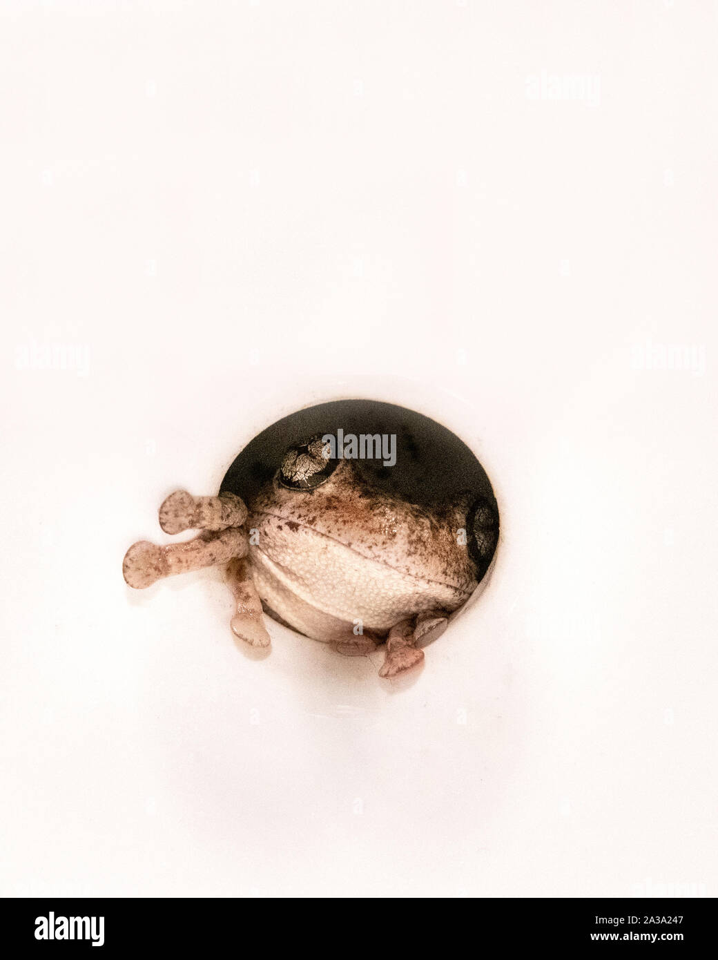 Frog peeking out a hole in domestic bathroom basin or sink Stock Photo ...