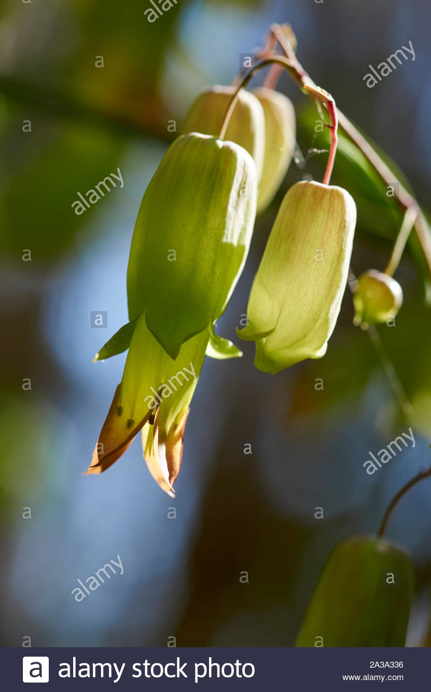 Madagascar Native Plant Stock Photos & Madagascar Native Plant Stock ...