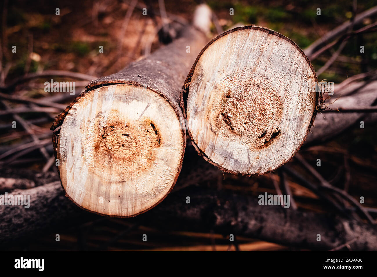 Two sawn logs lying on the ground, concept of forest deforestation ...