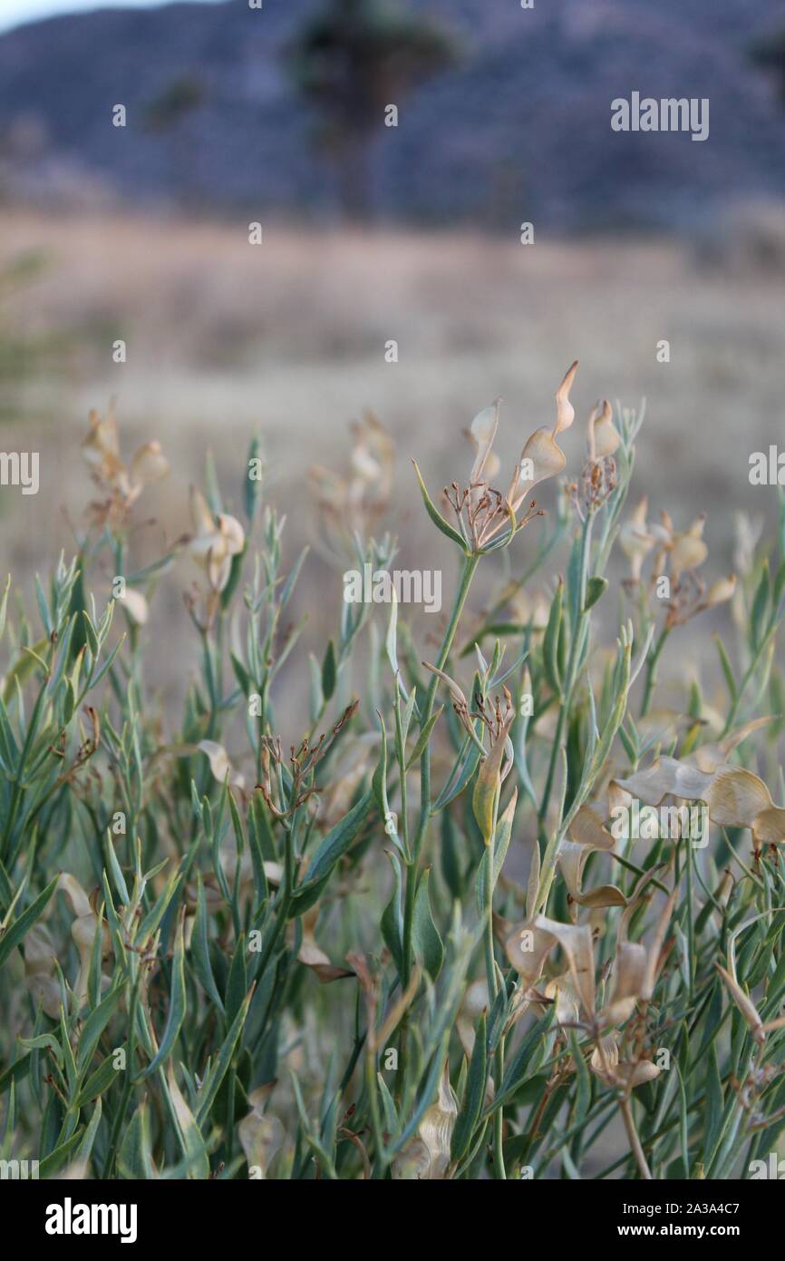 Many Southern Mojave Desert plants are smaller bushes, also known as ...
