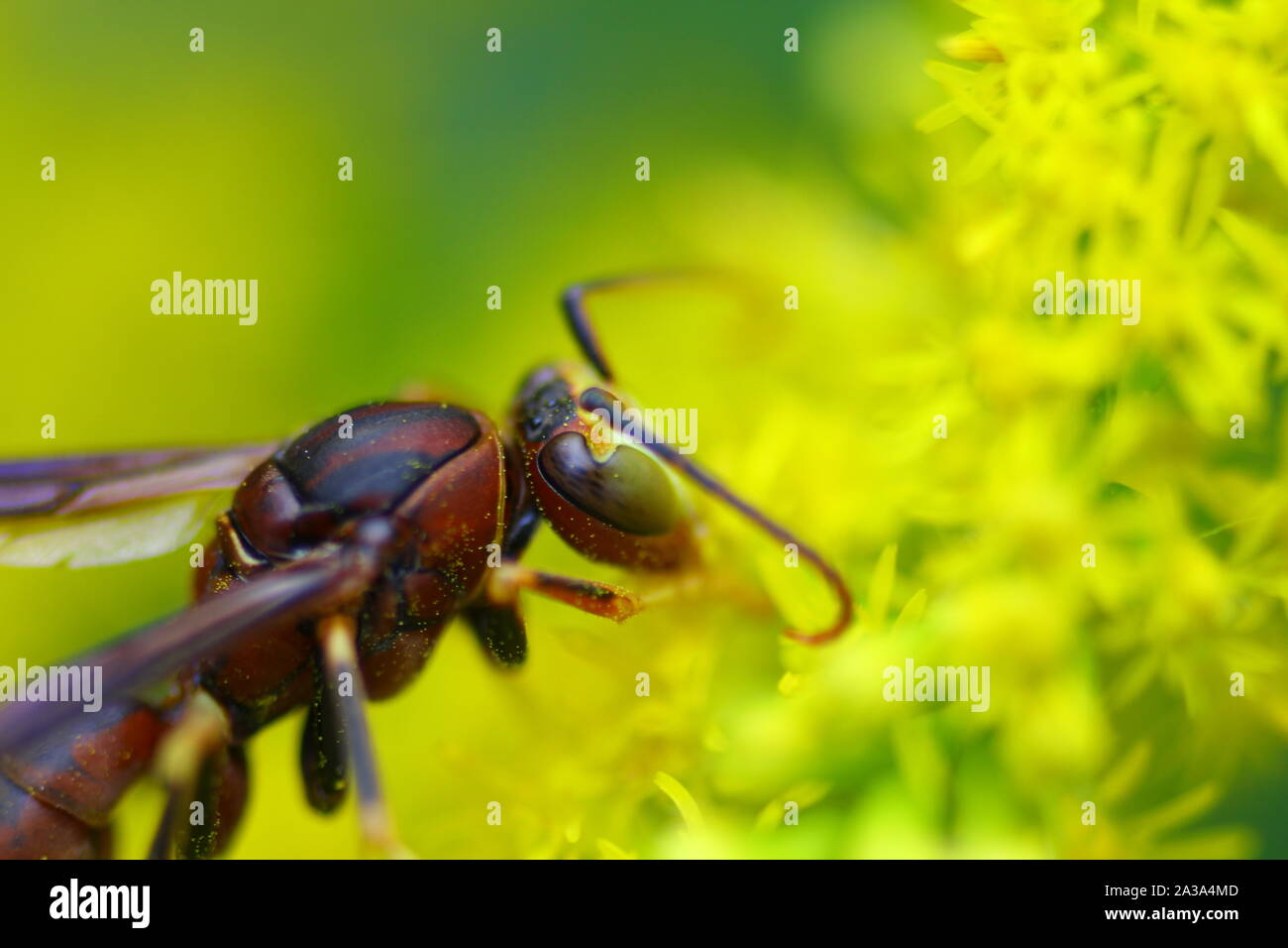 Paper Wasp (Polistes spp) on Goldenrod Stock Photo - Alamy