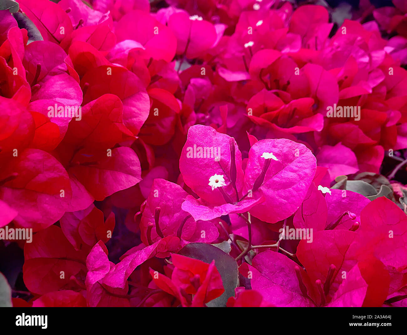 Magenta Bougainvillea Blooming on a Vine Close Up Stock Photo - Alamy