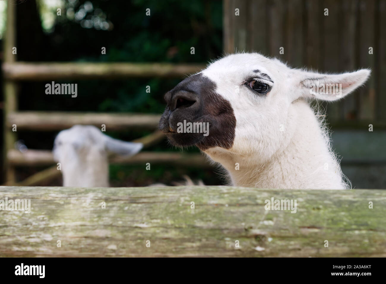 Head shot of a cute white lama Stock Photo - Alamy