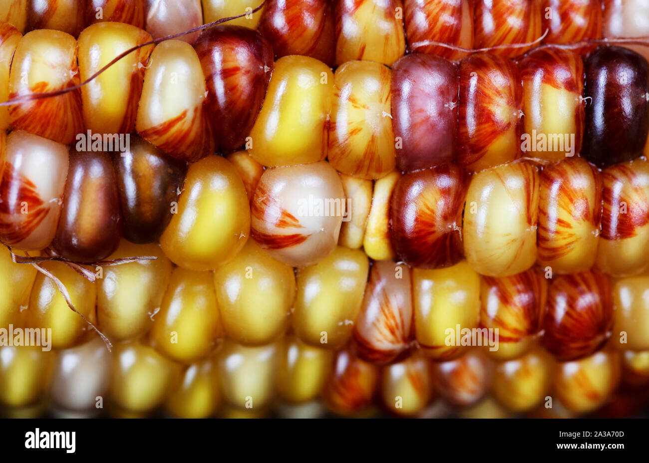 Close up of seasonal multiple color corn in filled frame layout Stock ...