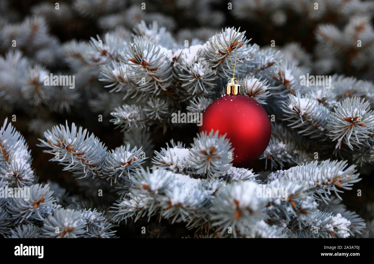 Red spruce tree hi-res stock photography and images - Alamy