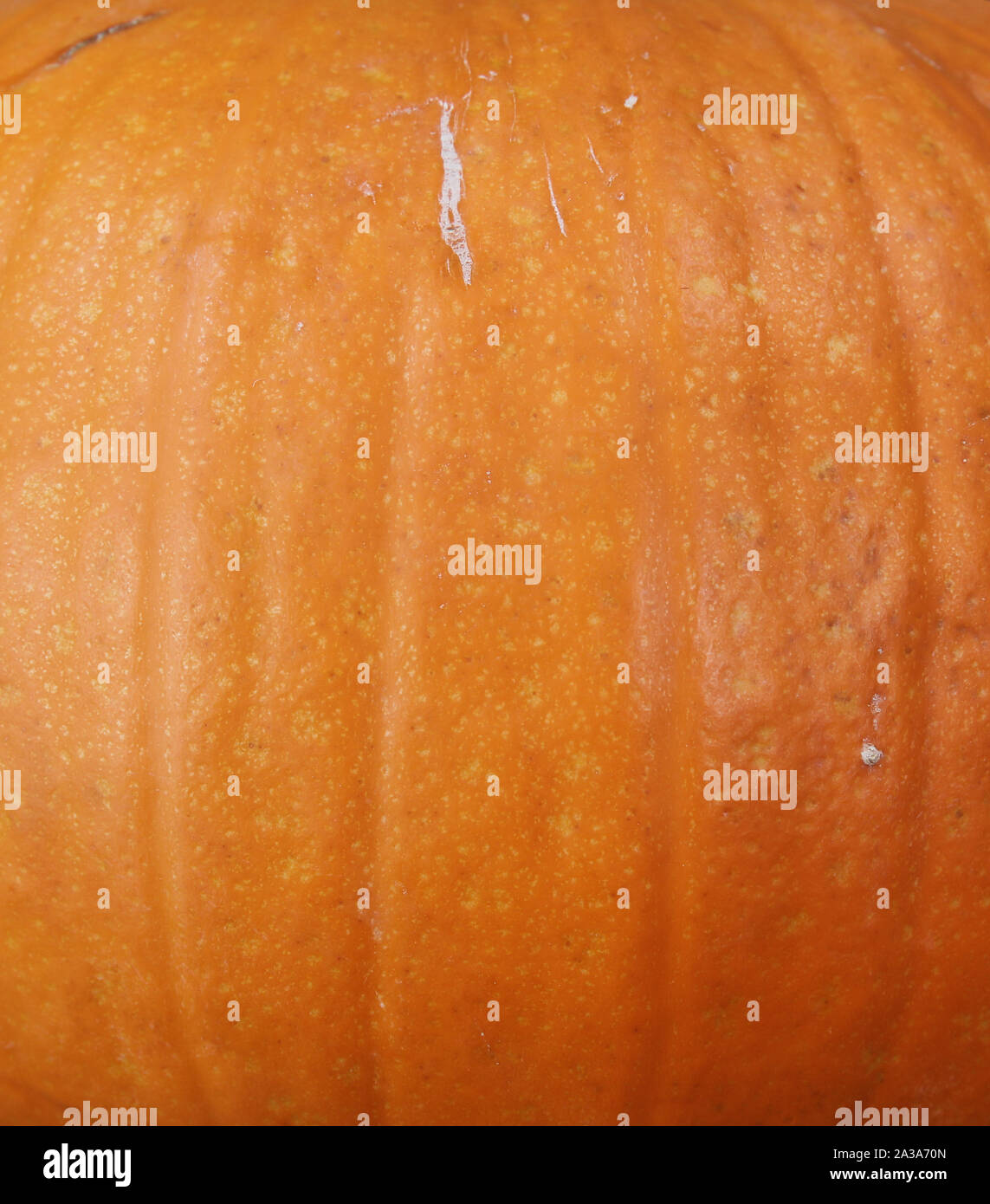 Real pumpkin hi-res stock photography and images - Alamy