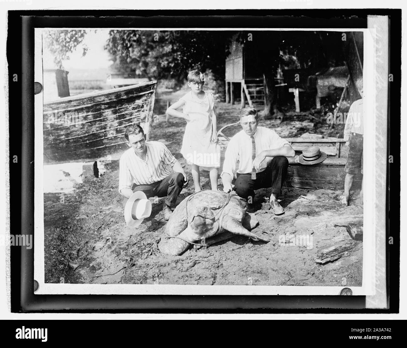 Sea life turtle Black and White Stock Photos & Images - Alamy