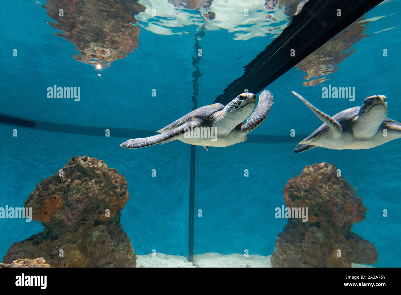 Sea turtles at Monterey Bay Aquarium, Monterey, California Stock Photo ...