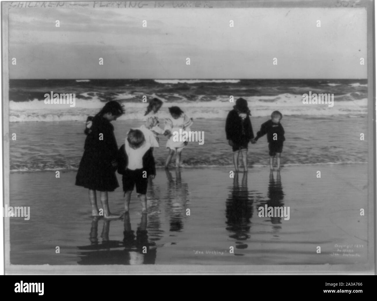 Spiny animals Black and White Stock Photos & Images - Alamy