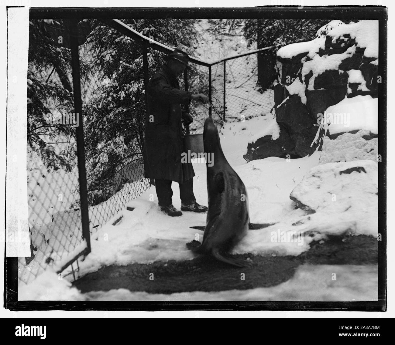 Seal and marine biology Black and White Stock Photos & Images - Alamy
