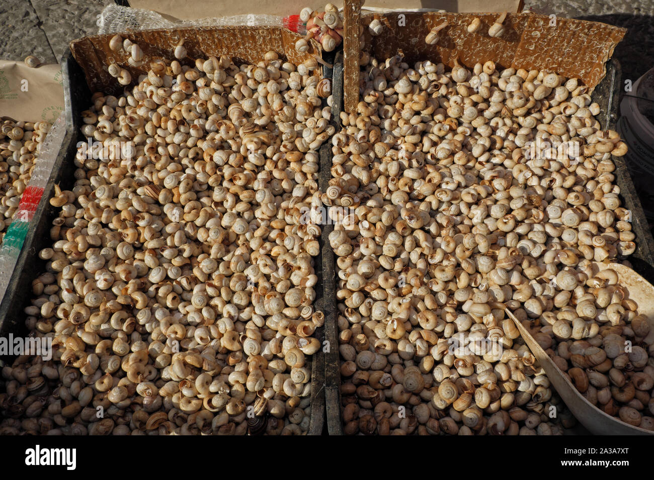 Edible sea snails hi-res stock photography and images - Alamy