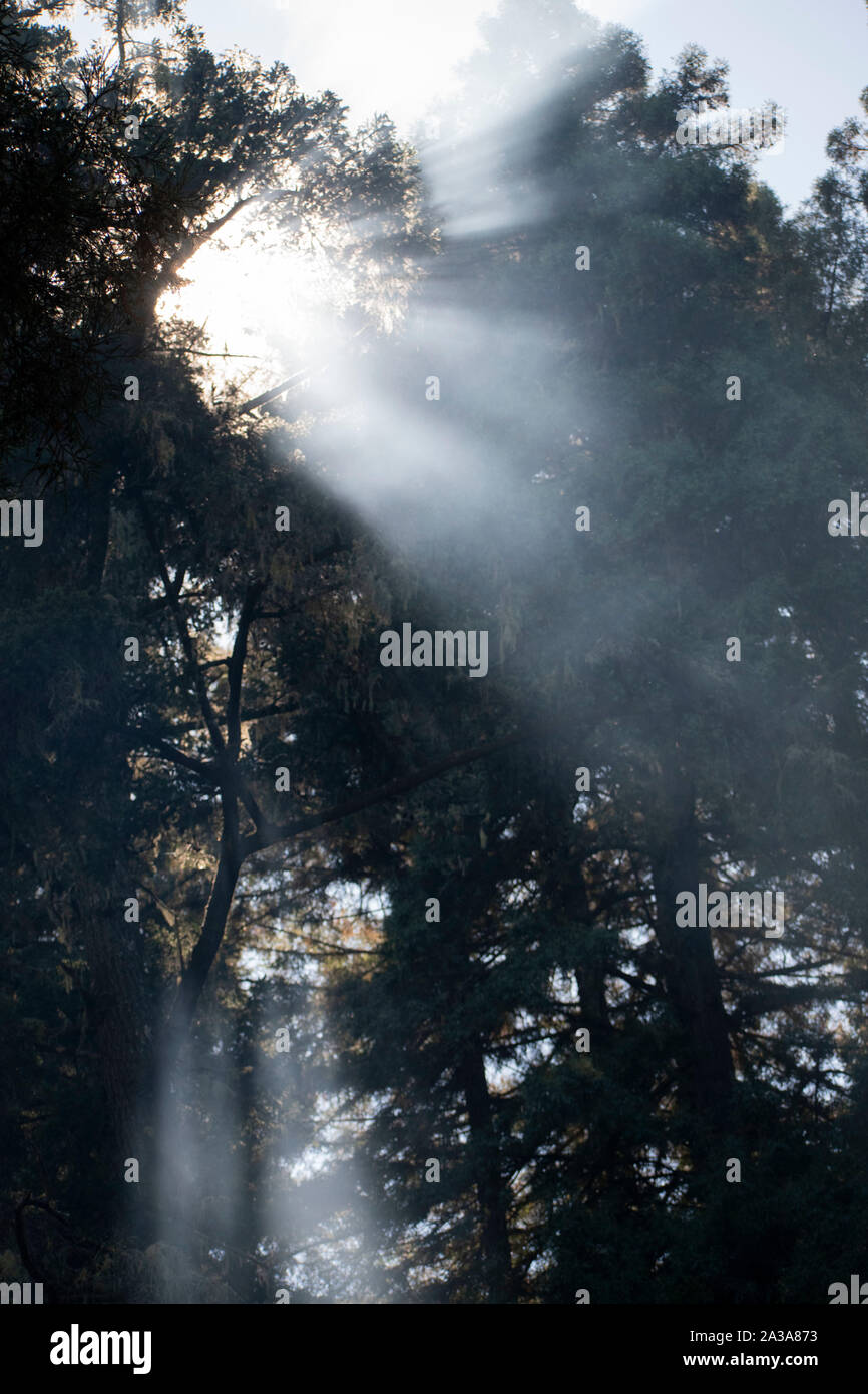 Smoke from a BBQ creates sunrays in Samuel P. Taylor State Park Stock ...