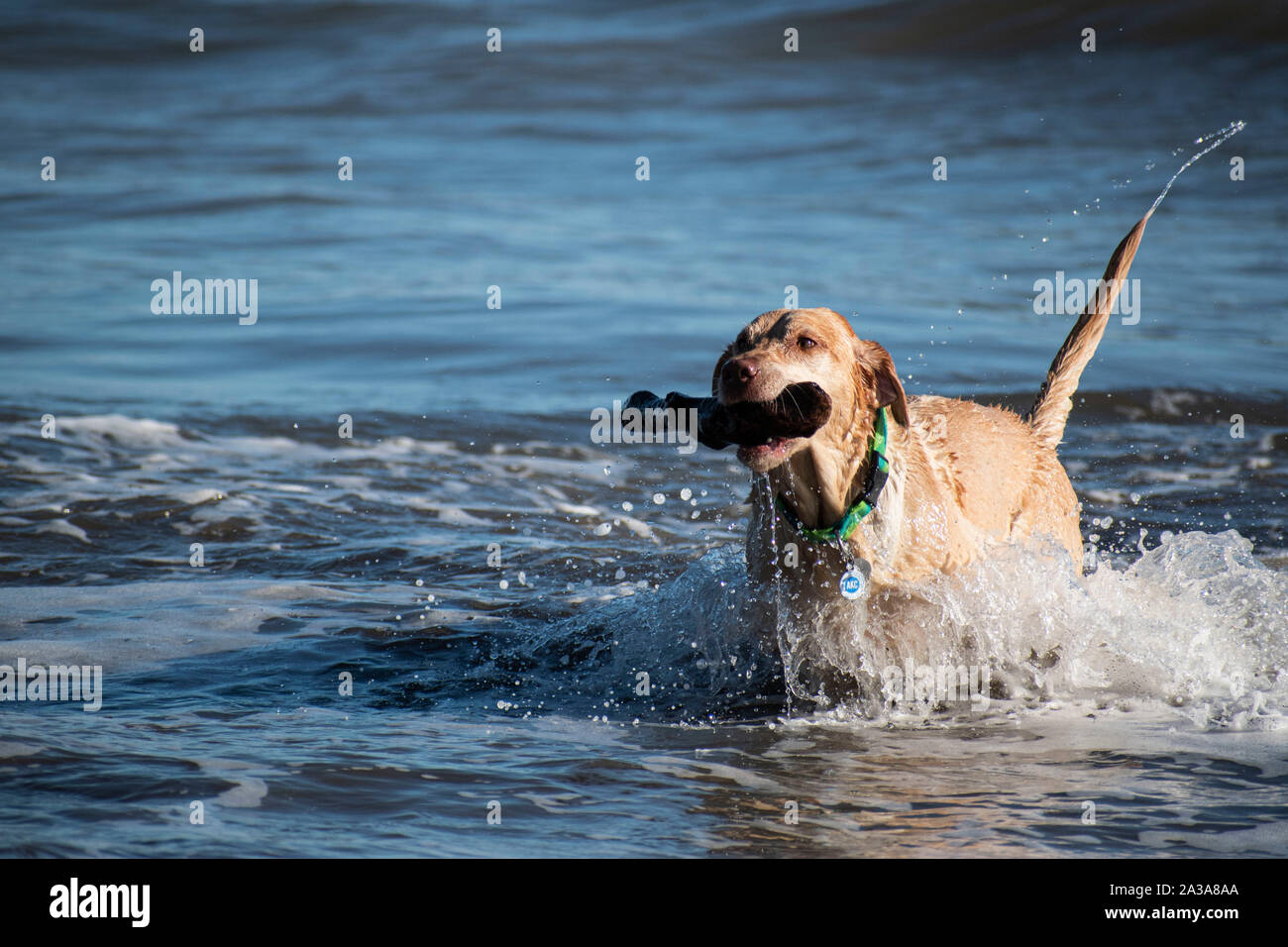This yellow laborador plays fetch in the ocean in West Marin with her ...