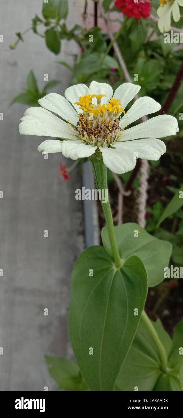 Zinnia Elegans Leaves