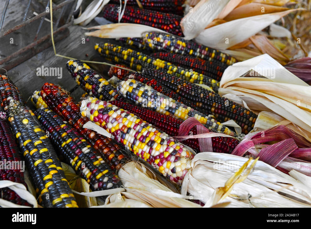 Indian corn with husks hi-res stock photography and images - Alamy