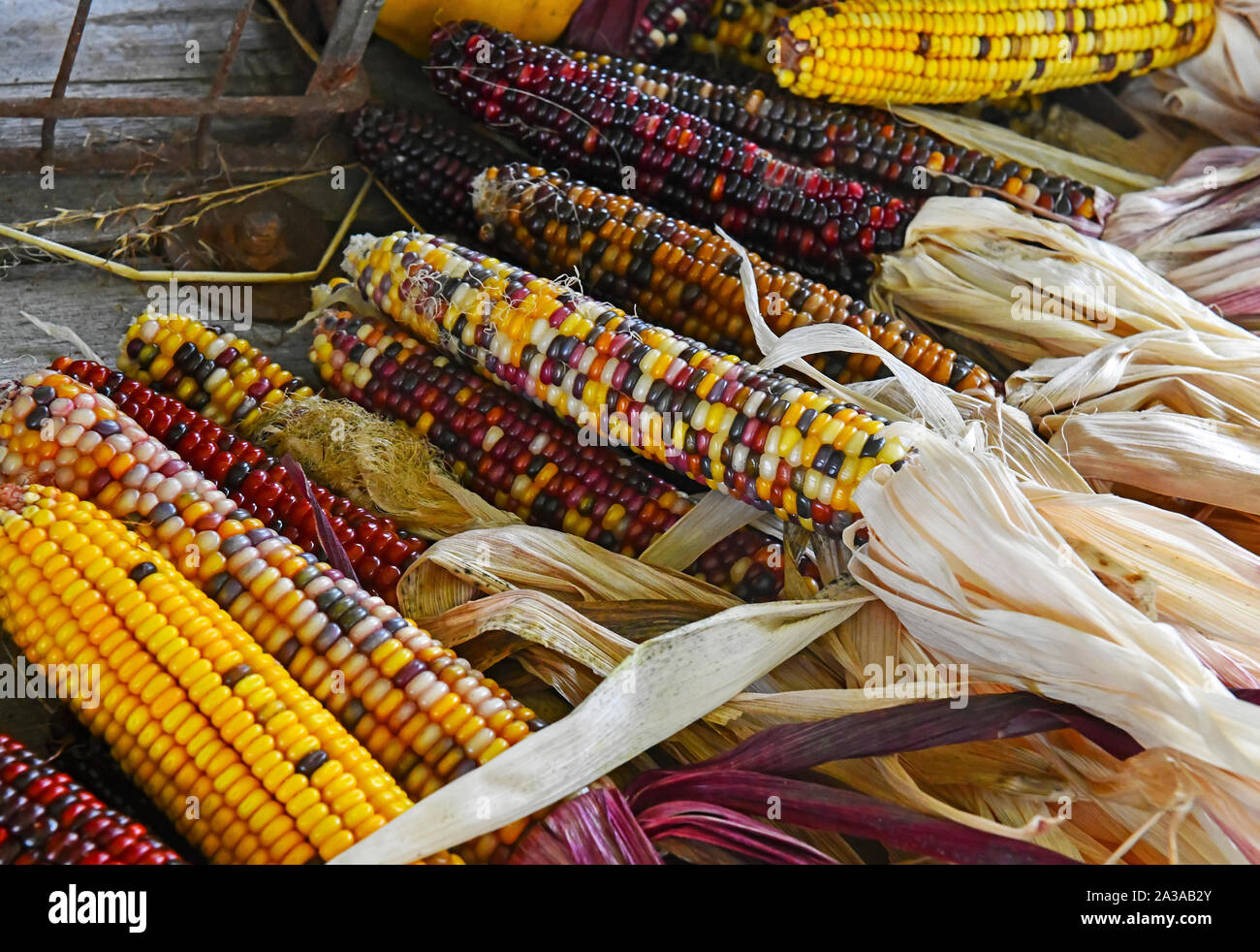 Colorful ornamental corn also known as Indian corn in the autumn ...