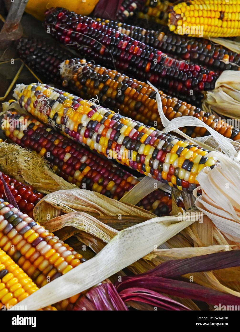 Colorful ornamental corn also known as Indian corn in the autumn ...