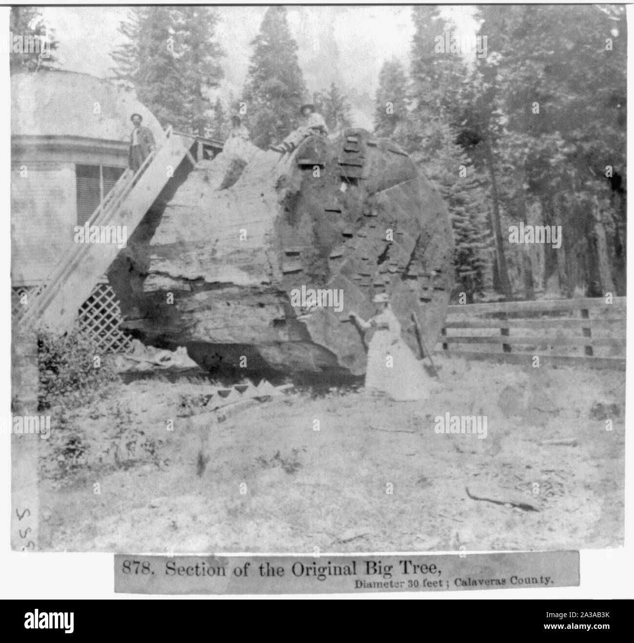 Section of the Original Big Tree, diameter 30 feet, Calaveras County ...