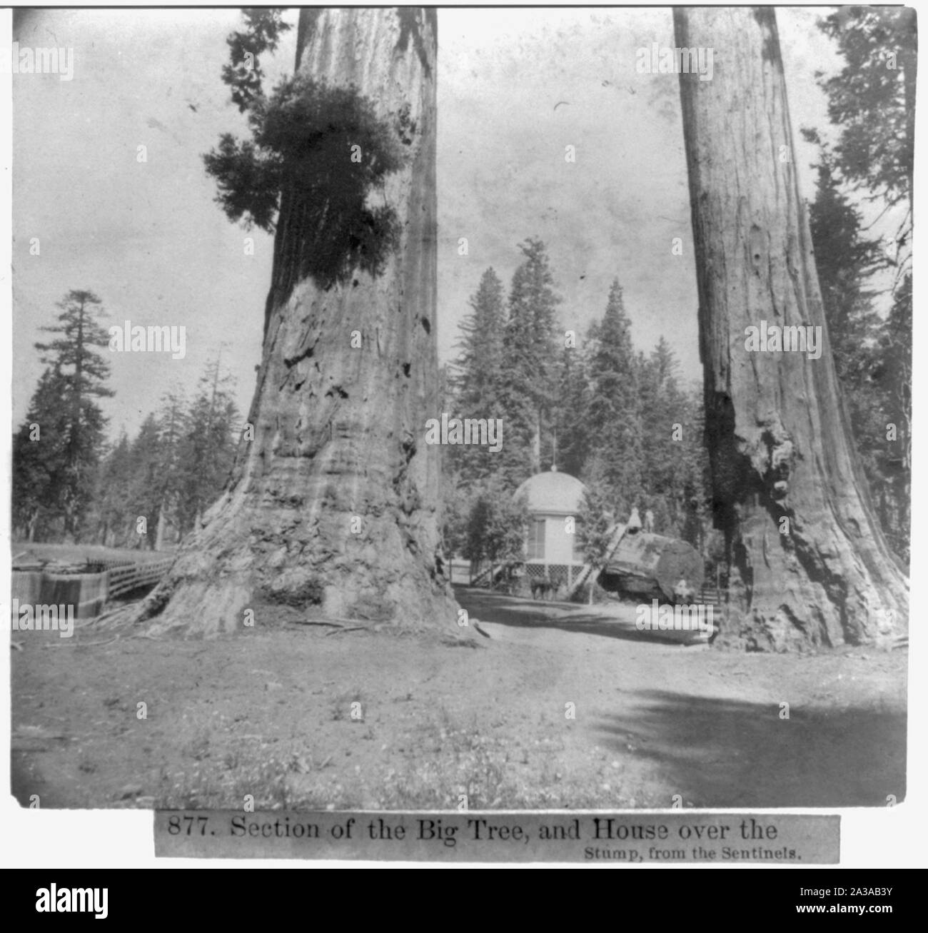 Growth from the stump Black and White Stock Photos & Images - Alamy