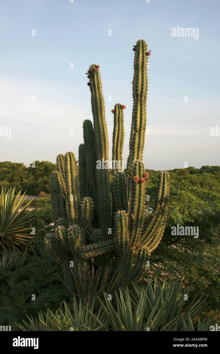 Detail view of flowering cardon cactus in summer in wetland unare ...
