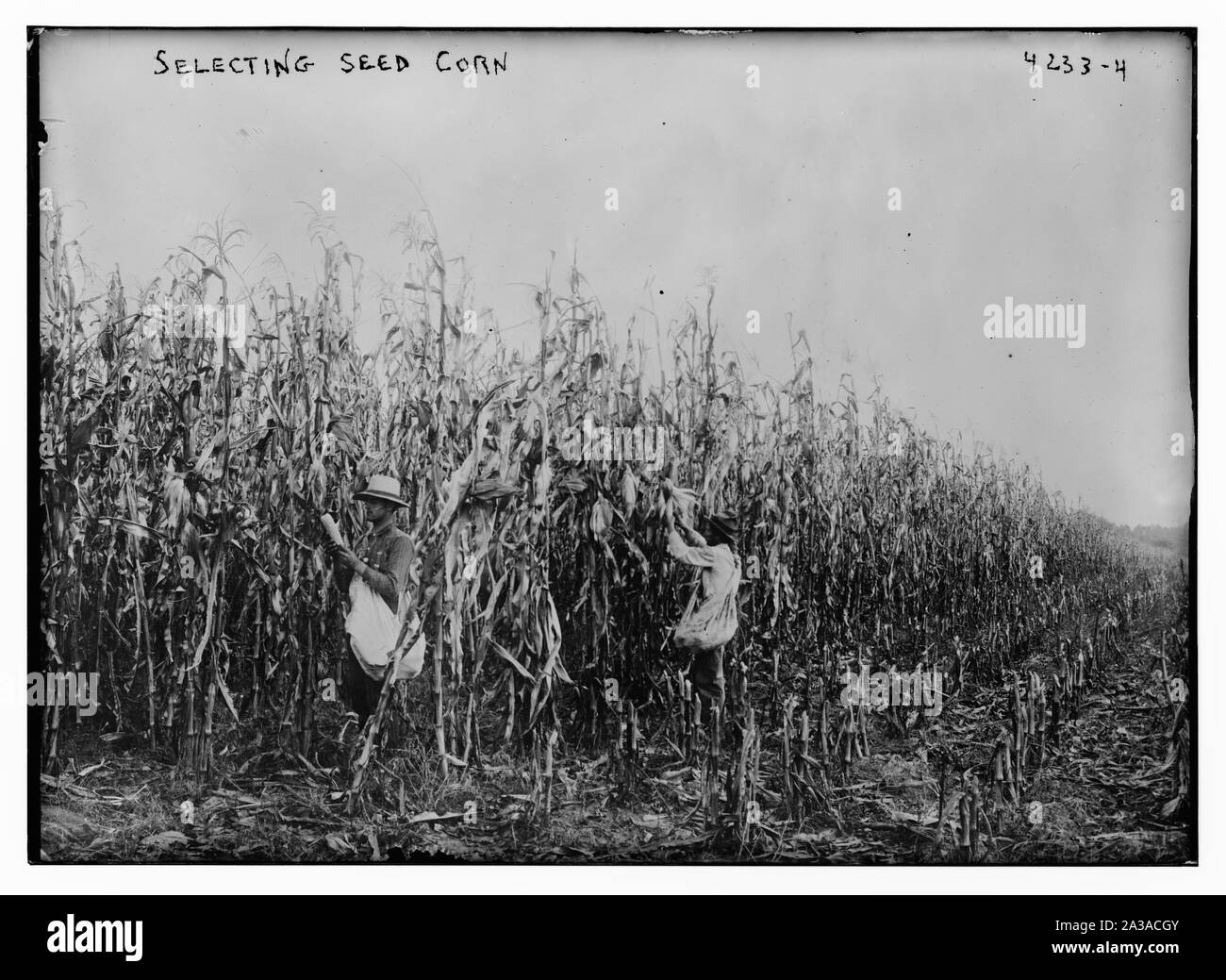 Seed planting techniques Cut Out Stock Images & Pictures - Alamy