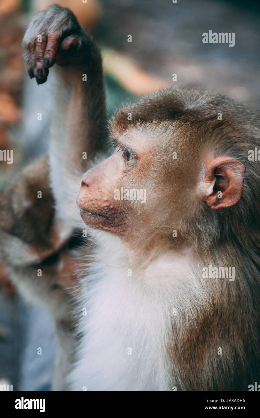 A monkey with its hand up in the air in Thailand Stock Photo - Alamy
