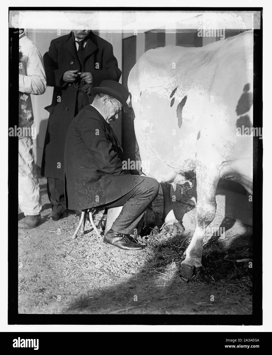 Demonstration cow Cut Out Stock Images & Pictures - Alamy