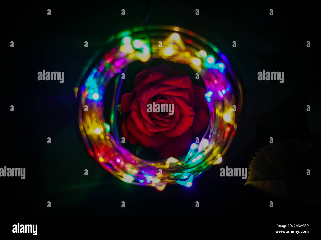 Rose night light hi-res stock photography and images - Alamy