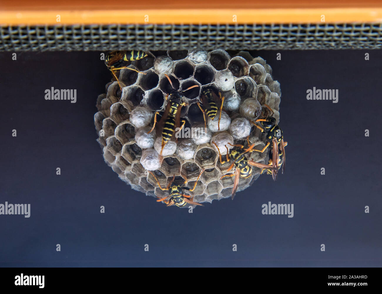 Wasps working on the construction and maintenance of wasp nest. Wasp ...