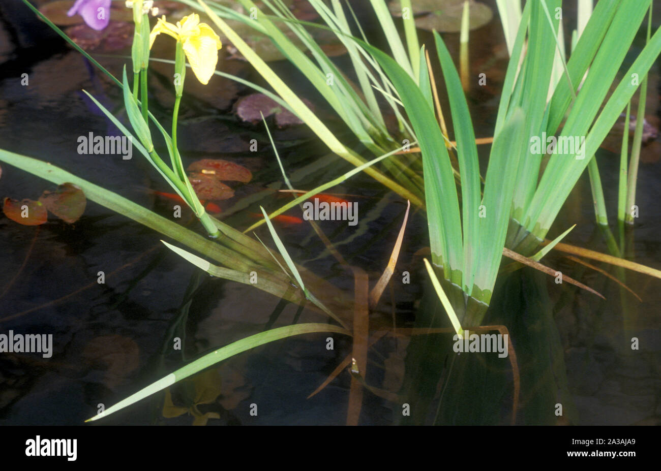 IRIS GROWING IN GARDEN FISH POND Stock Photo - Alamy