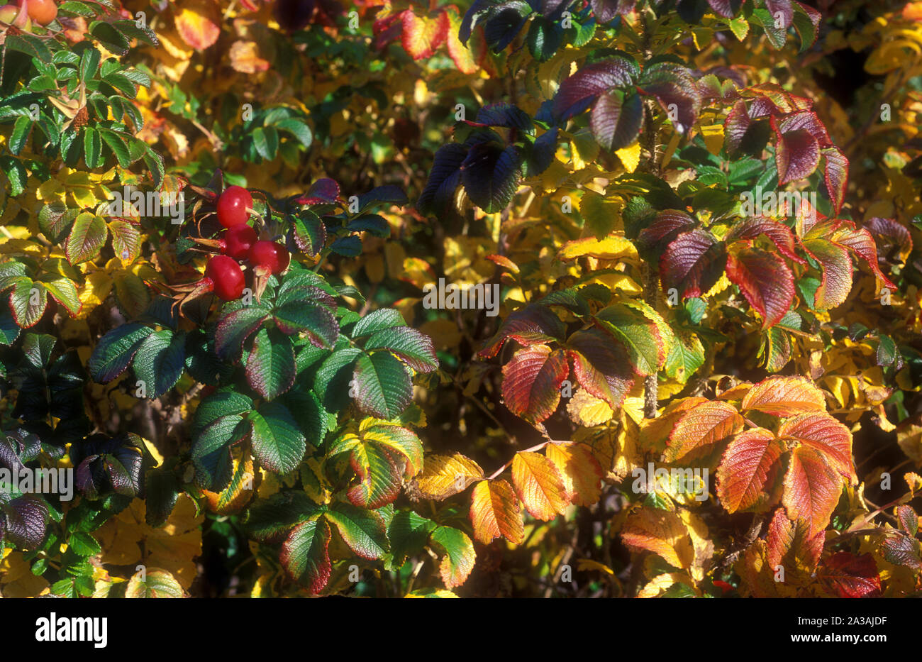 Rosehips of rugosa rose rosa rugosa hi-res stock photography and images ...