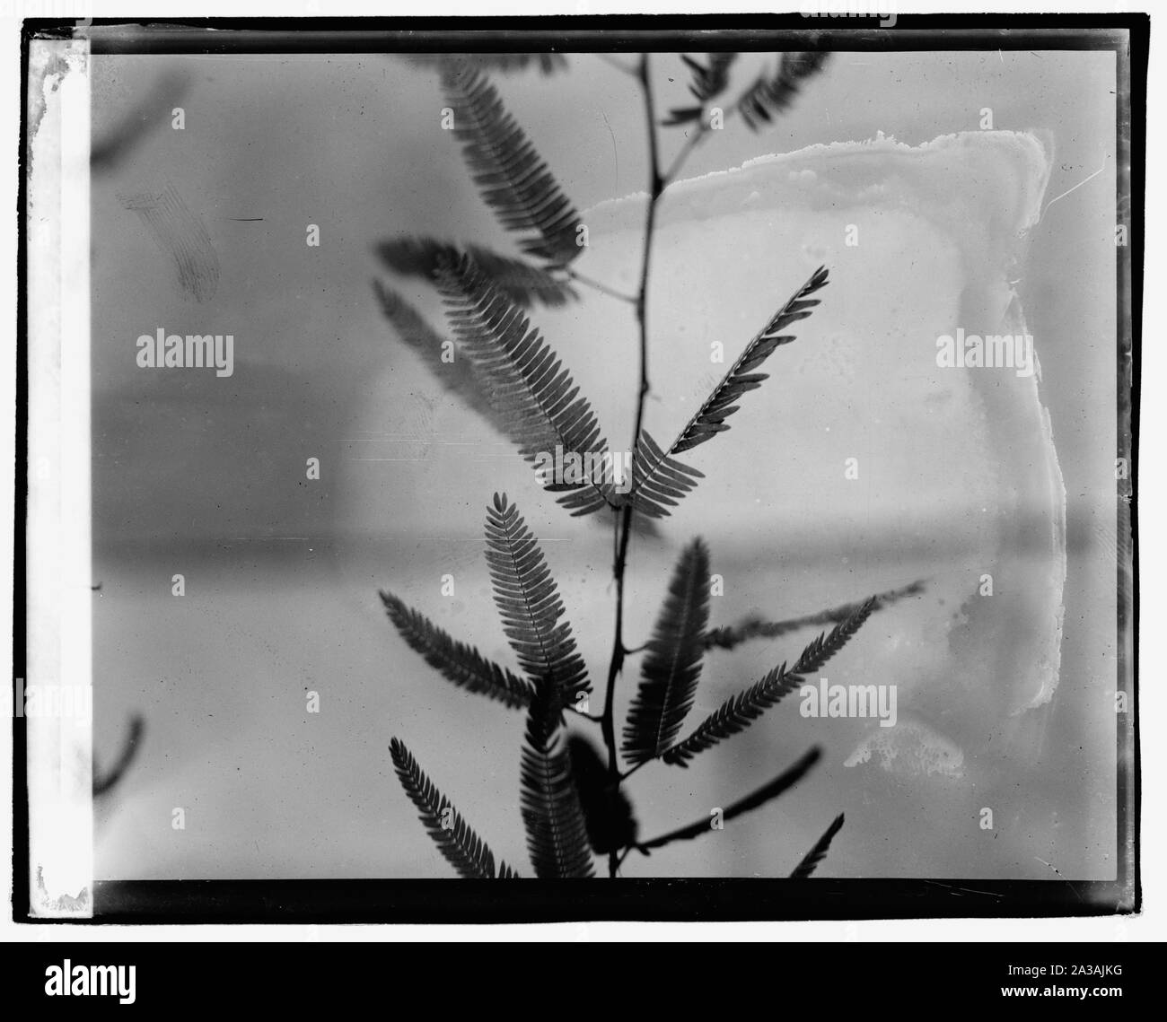 Botanical study plant life Cut Out Stock Images & Pictures - Alamy