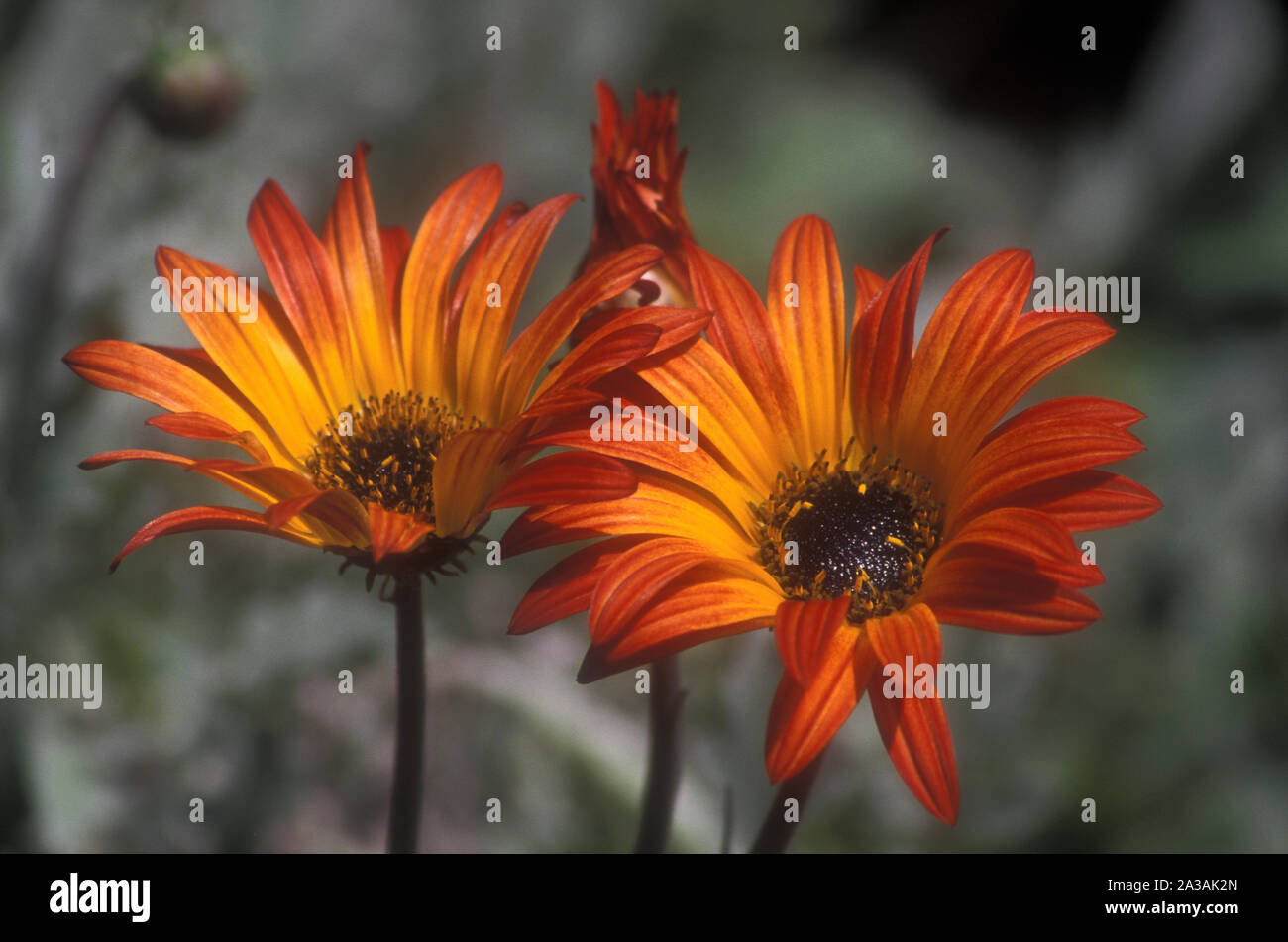 AFRICAN DAISIES (ARCTOTIS X HYBRIDA Stock Photo - Alamy