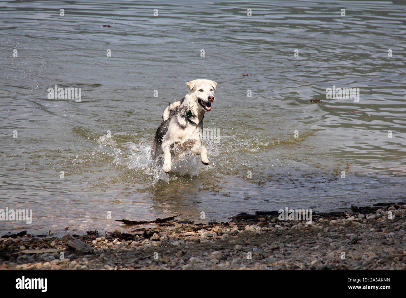 Let's Play - Dog in Lake Stock Photo - Alamy