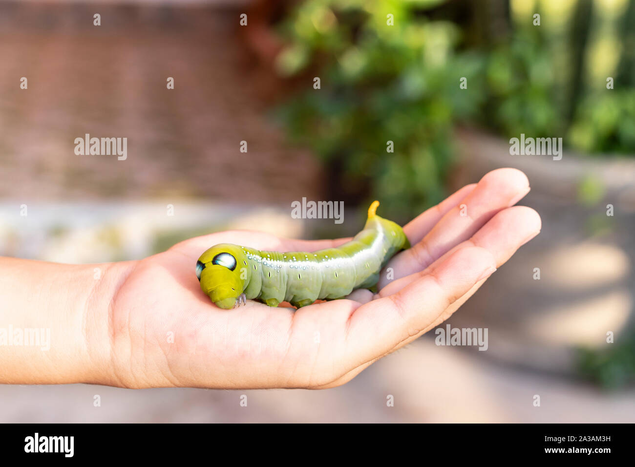 Caterpillars on the hands with blur background. Close up beautiful ...