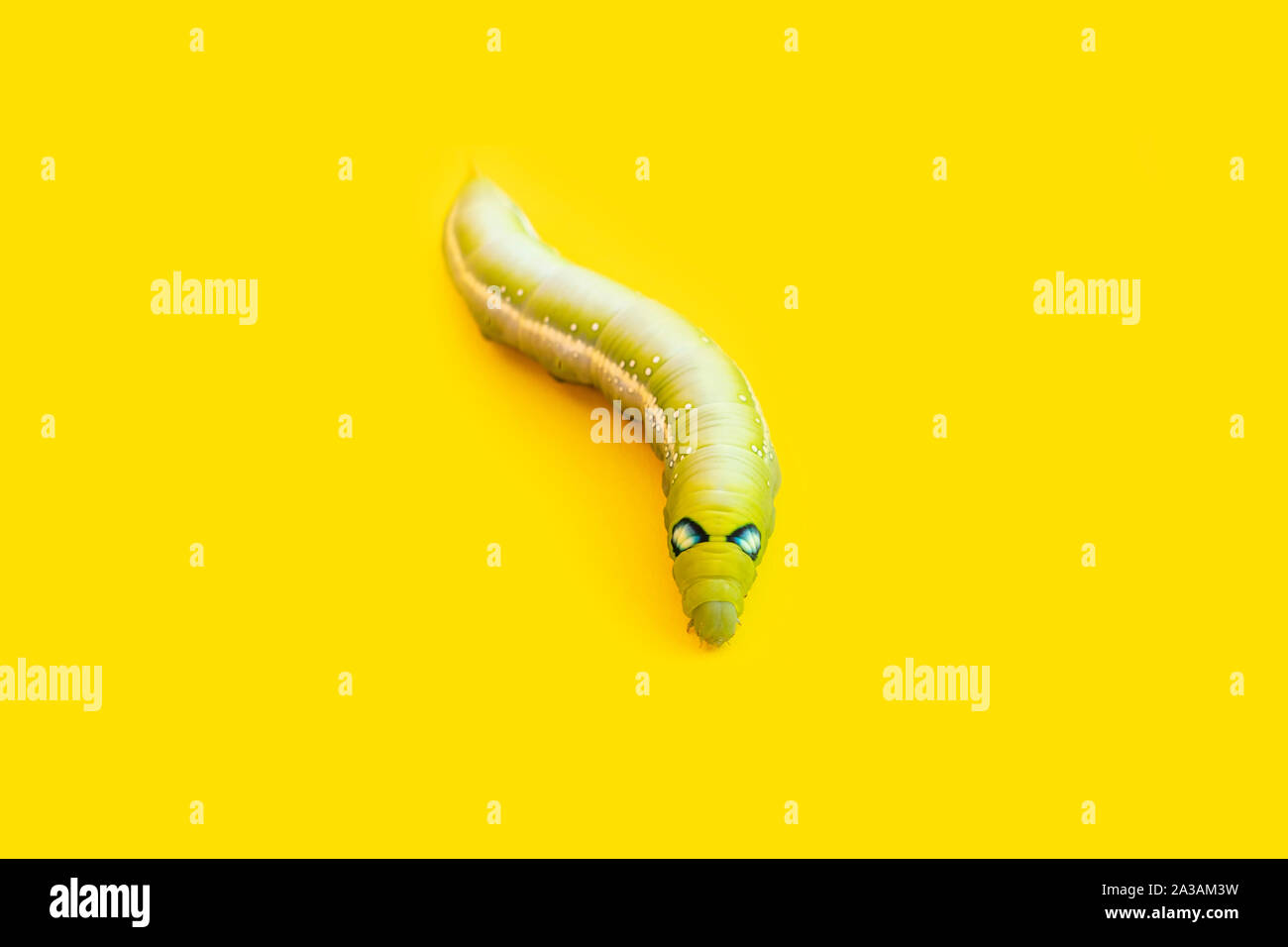 Small green inchworm moth caterpillar hi-res stock photography and ...